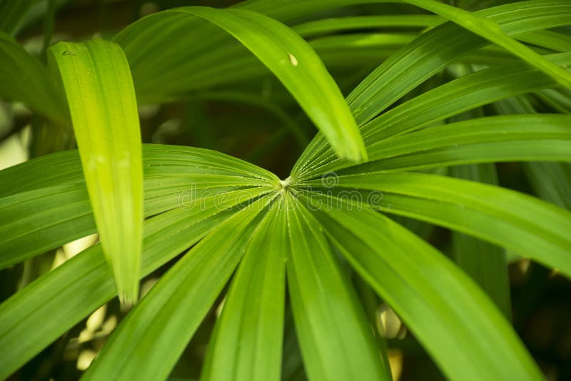 Middle Green Leaves/plant Texture with Nature. Stock Photo - Image of ...