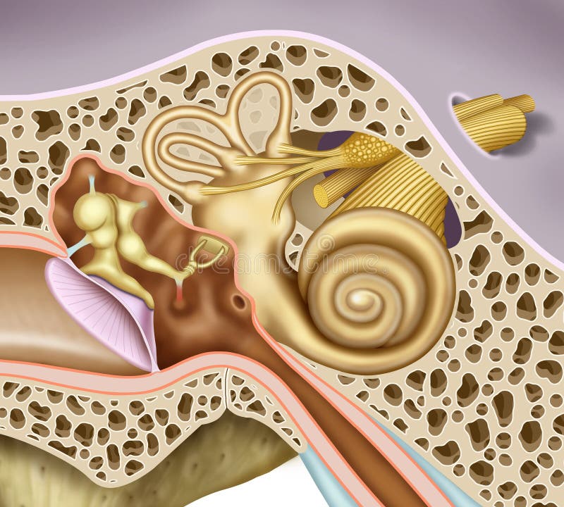 Middle and inner ear stock illustration. Illustration of feeling - 32128439