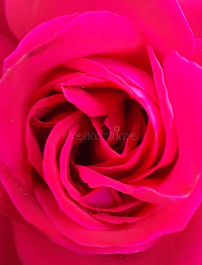 The Middle of a Magnificent Fragrant Crimson Rose Stock Photo - Image ...