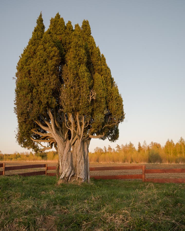 In the Middle of the Meadow Stock Photo - Image of field, dawn: 172638684