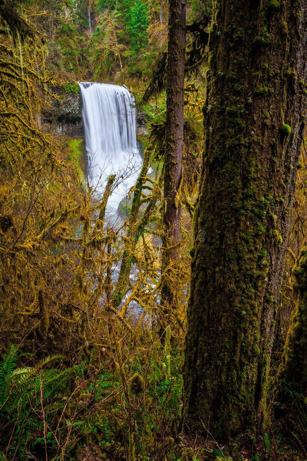 Middle North Falls View at Silver Falls State Park Stock Photo - Image ...