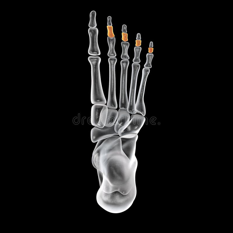 Middle Phalanges of the Foot, 3D Illustration Stock Illustration ...