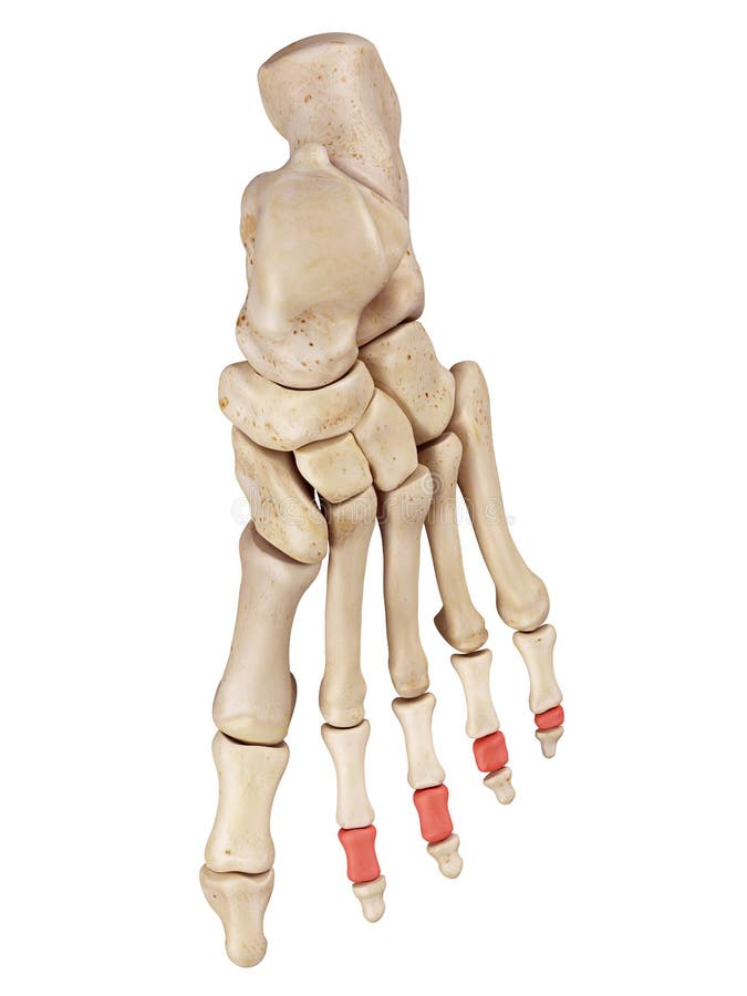 Phalanx Stock Illustrations – 927 Phalanx Stock Illustrations, Vectors ...