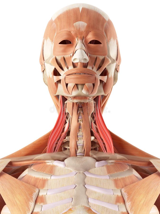 Human Scalene Medium Muscles on Skeleton Stock Illustration ...