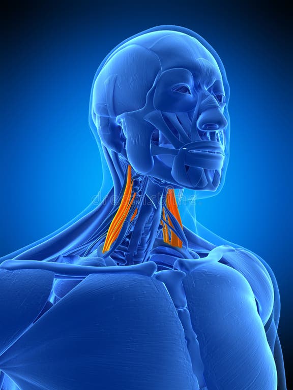 The middle scalene stock illustration. Illustration of spine - 72486220