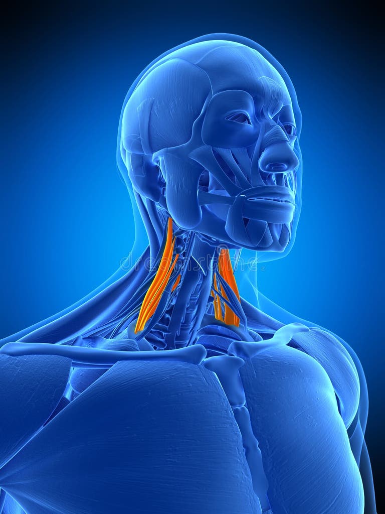 Scalene Stock Illustrations – 869 Scalene Stock Illustrations, Vectors ...