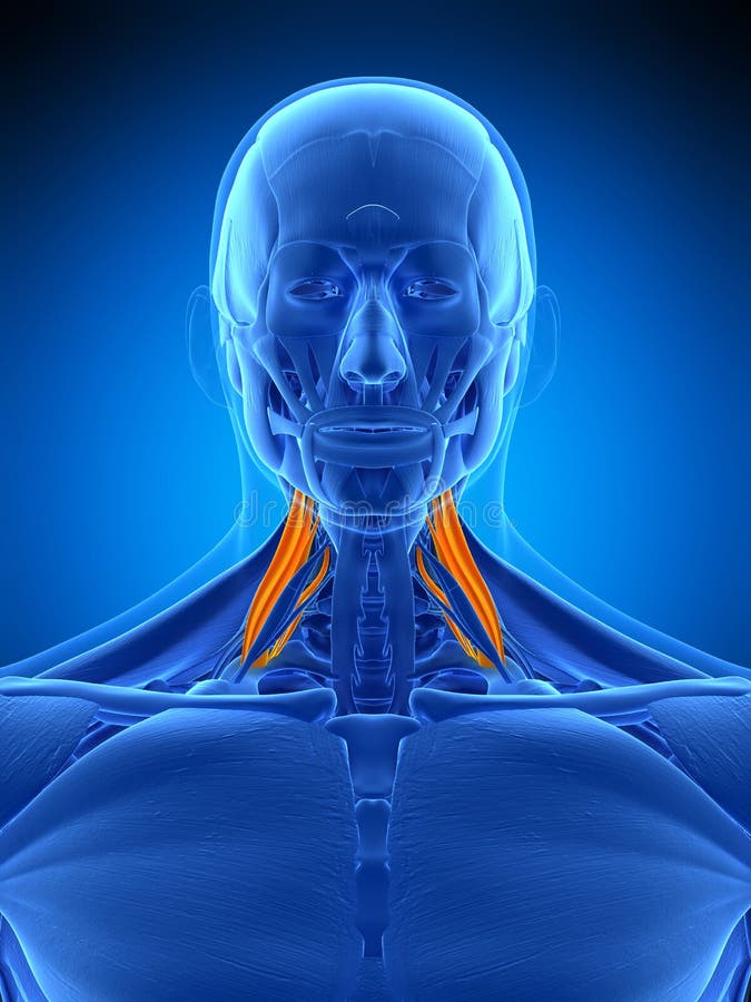 Orange Scalene Triangle Basic Simple Shapes Isolated on White ...