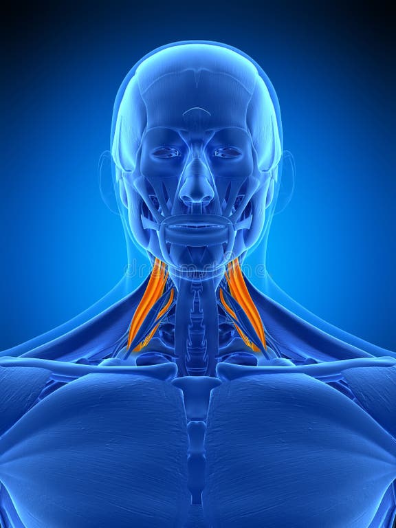 The middle scalene stock illustration. Illustration of musculature ...