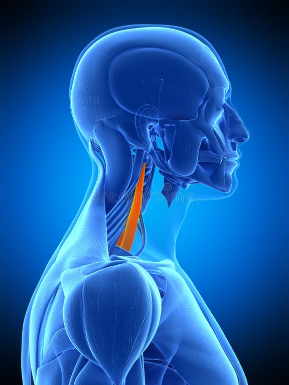 The middle scalene stock illustration. Illustration of musculature ...