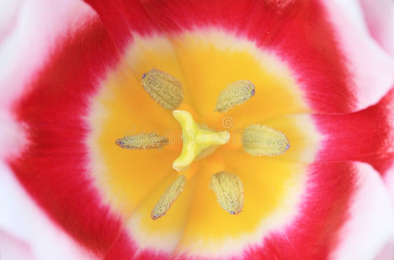 Middle Section of Colorful Tulip Flower Stock Image - Image of color ...
