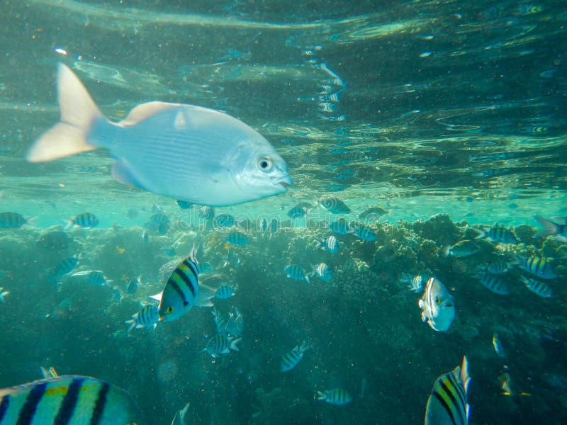 In the Middle of a Shoal of Fish Stock Image - Image of reef, life ...