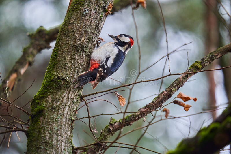 Woodpecker on a tree stock image. Image of single, colorful - 262585487