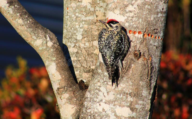 Middle Spotted Woodpecker 2 Stock Photo - Image of back, north: 51514636