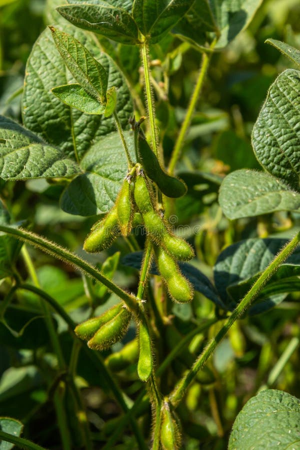 In the Middle of the Summer on a Farm Field Growing Soybeans Stock ...