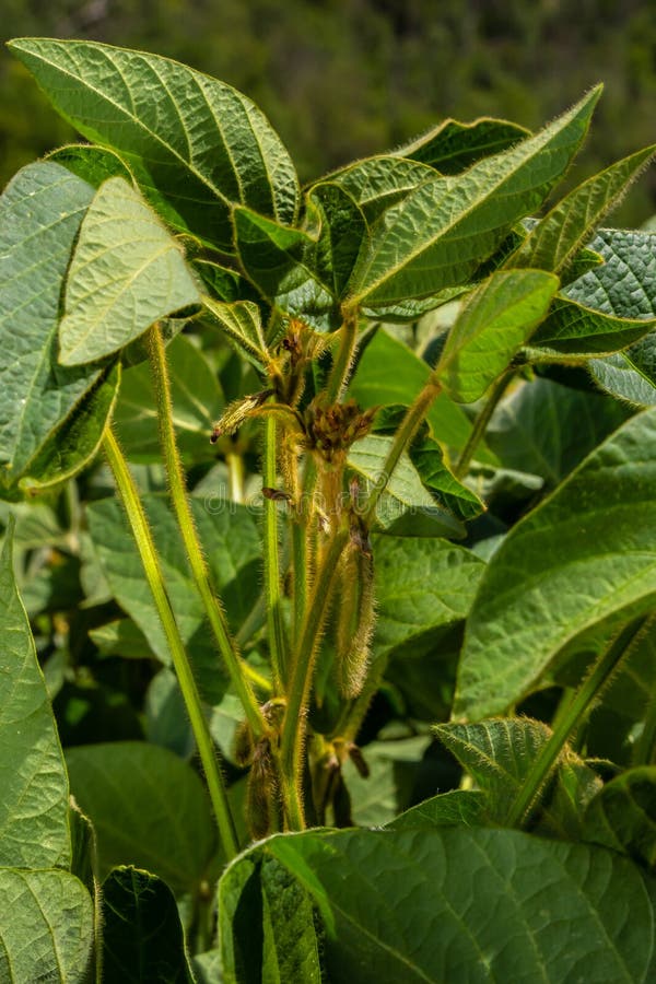 In the Middle of the Summer on a Farm Field Growing Soybeans Stock ...