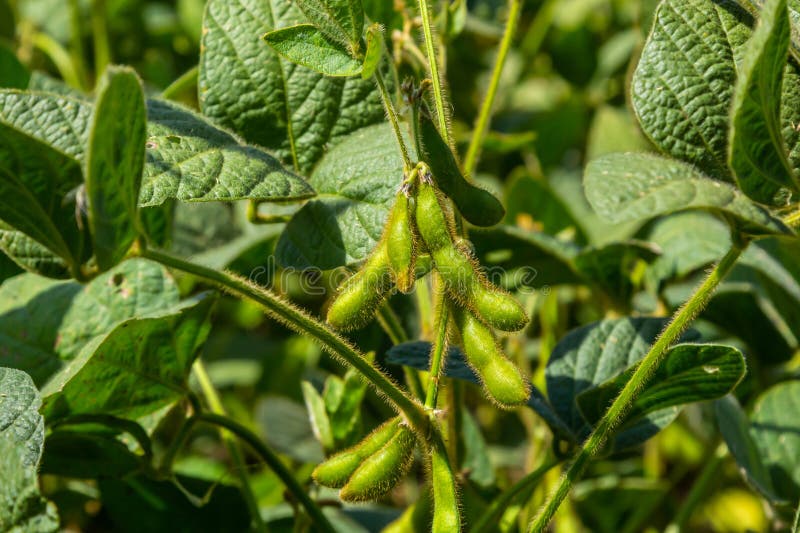 In the Middle of the Summer on a Farm Field Growing Soybeans Stock ...