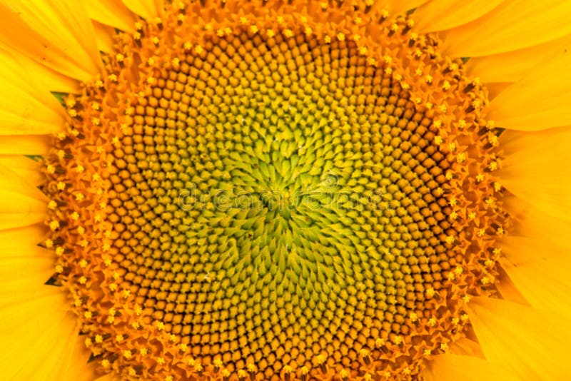 Middle of Sunflower stock photo. Image of aroma, flora - 56566704