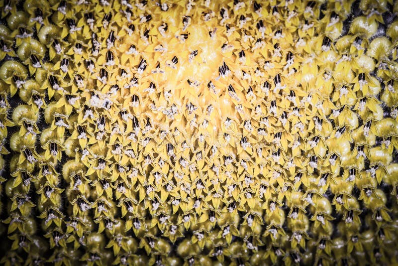 Middle of Sunflower Closeup for Natural Background. Stock Photo - Image ...