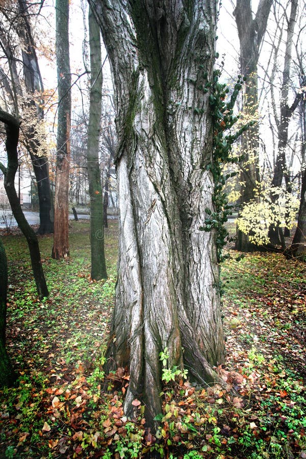 The middle tree stock image. Image of spring, mystic, light - 8402755