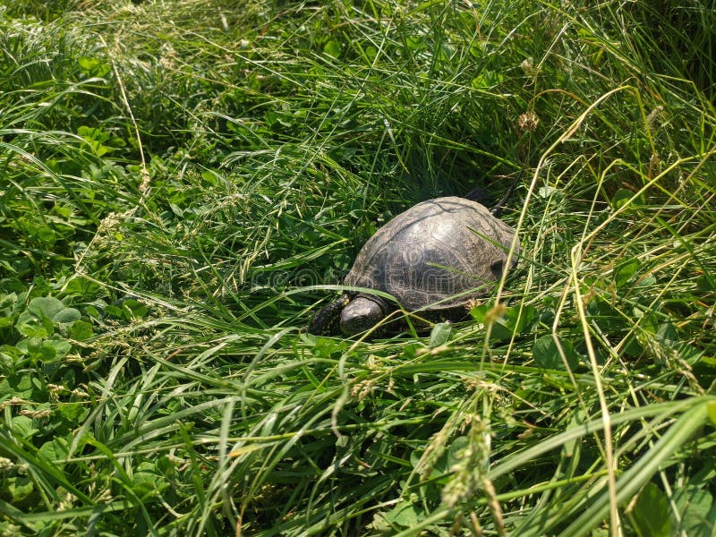 The Middle Turtle Walks through the Grass. Stock Image - Image of pond ...