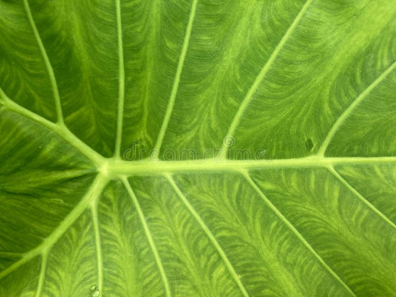 The Middle Vein of a Big Green Giant Taro Leaf Stock Photo - Image of ...