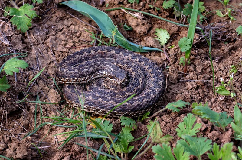 Middle Viper or Vipera Renardi Coiled Up on the Ground Stock Image ...