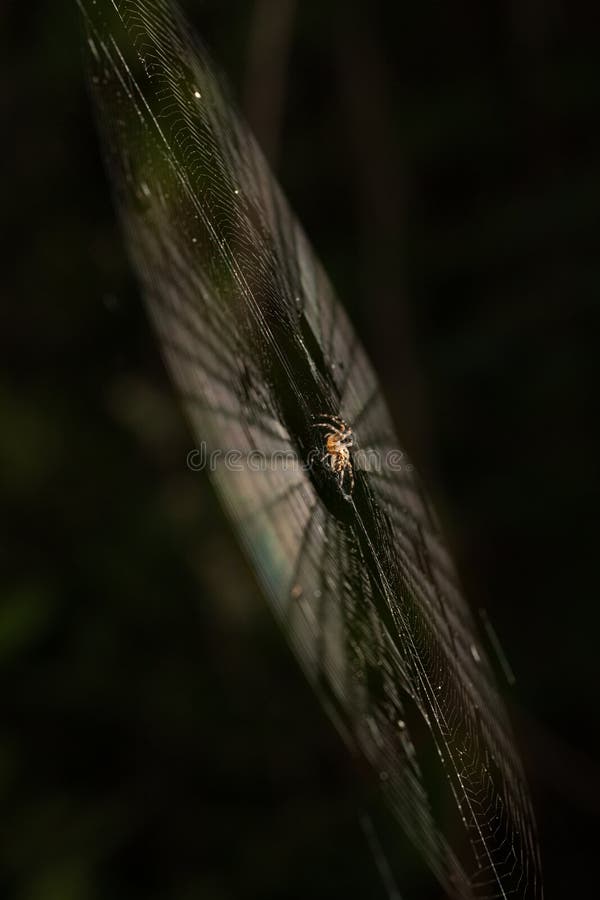 In the middle of the web stock photo. Image of arachnid - 83475024