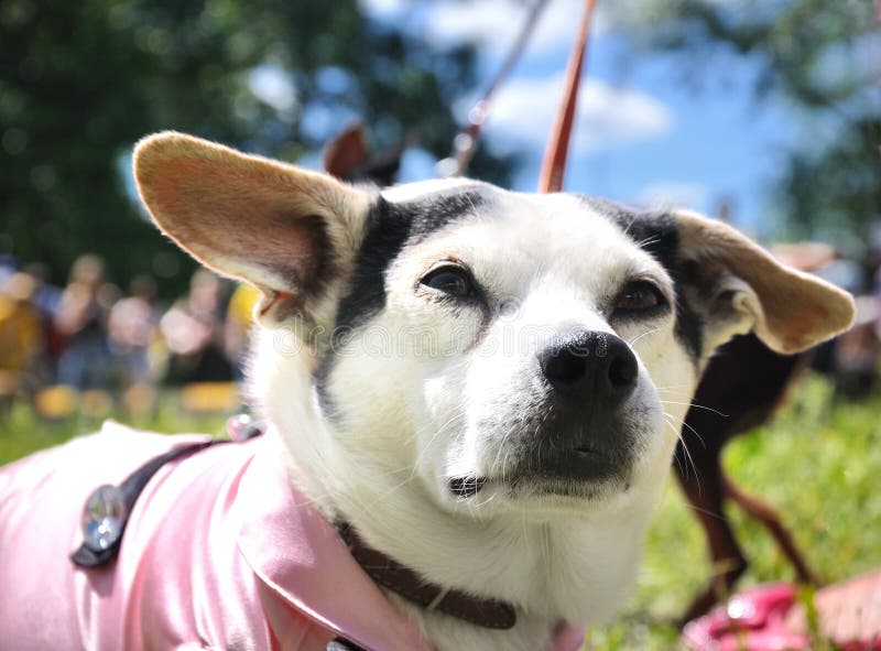 Middle white dog stock photo. Image of portrait, europe - 53303876