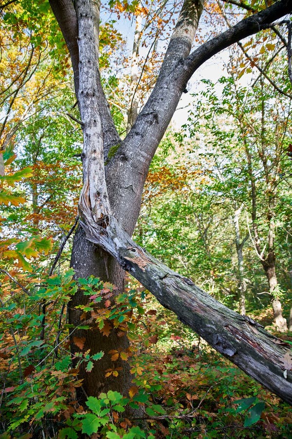 Broken Tree, Slumped Against Another, in the Woods Stock Photo - Image ...