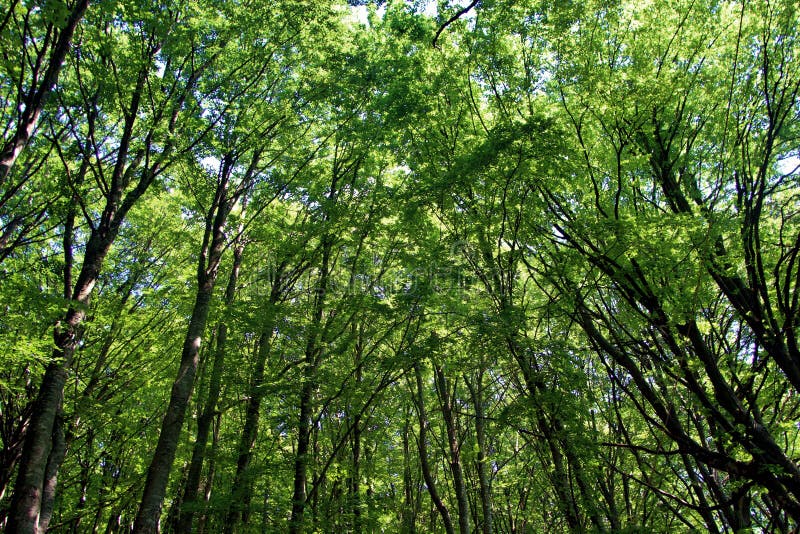In the Middle of the Woods between Trees and Nature Stock Image - Image ...