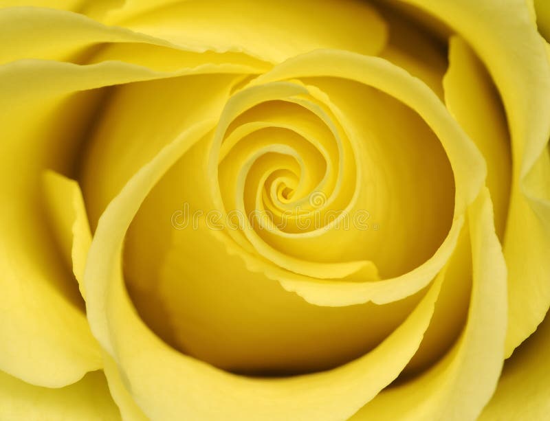 Yellow rose stock image. Image of leaf, rose, plant, yellow - 1921