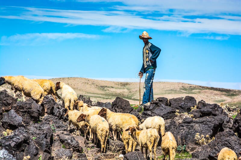 Midelt, Morocco - October 04, 2013. Sheep Shepherd Hunting Sheep in ...