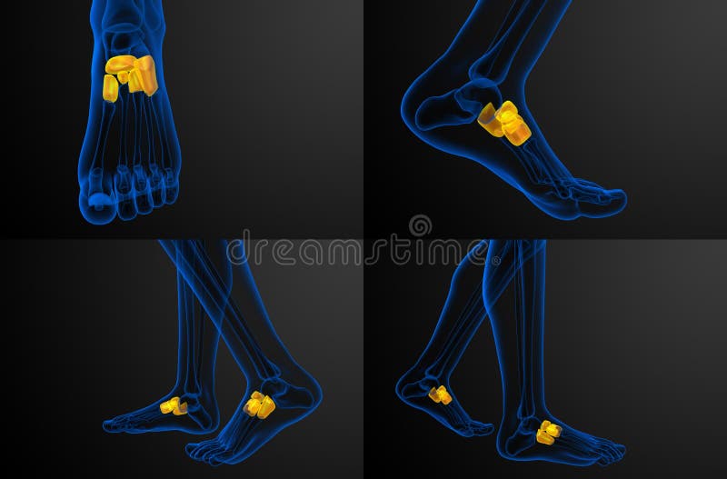 Midfoot bone stock illustration. Illustration of metatarsal - 88885189