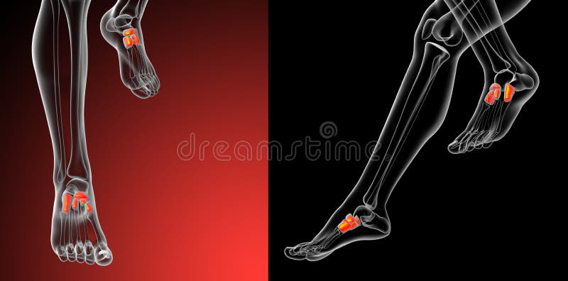 Midfoot bone stock illustration. Illustration of cuboid - 88899264