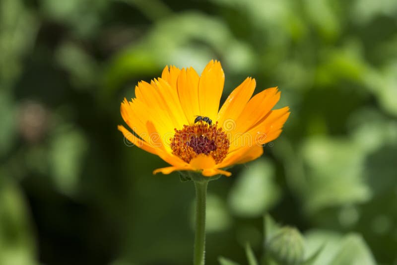 Midge on flowers stock image. Image of outdoors, growth - 76179799