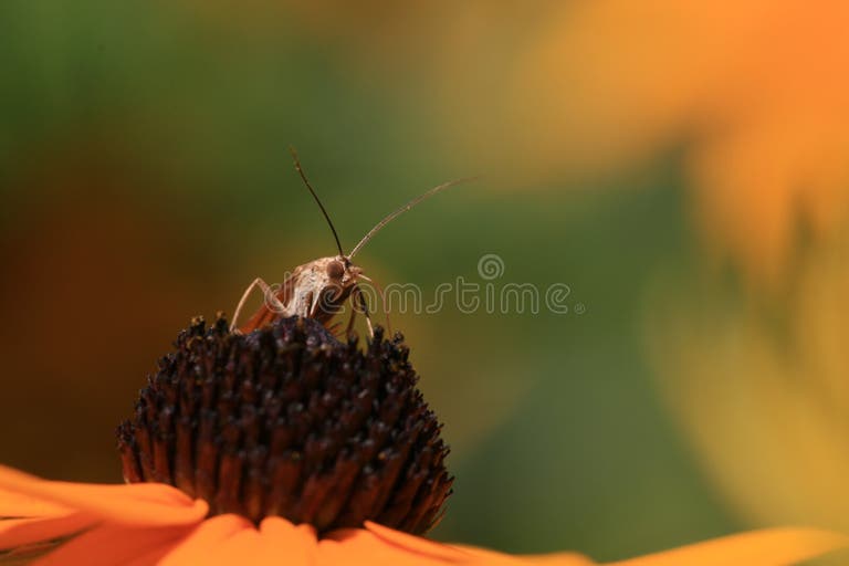 748 Midge Green Waste Stock Photos - Free & Royalty-Free Stock Photos ...