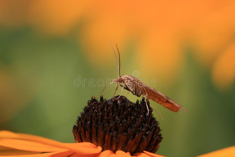 748 Midge Green Waste Stock Photos - Free & Royalty-Free Stock Photos ...