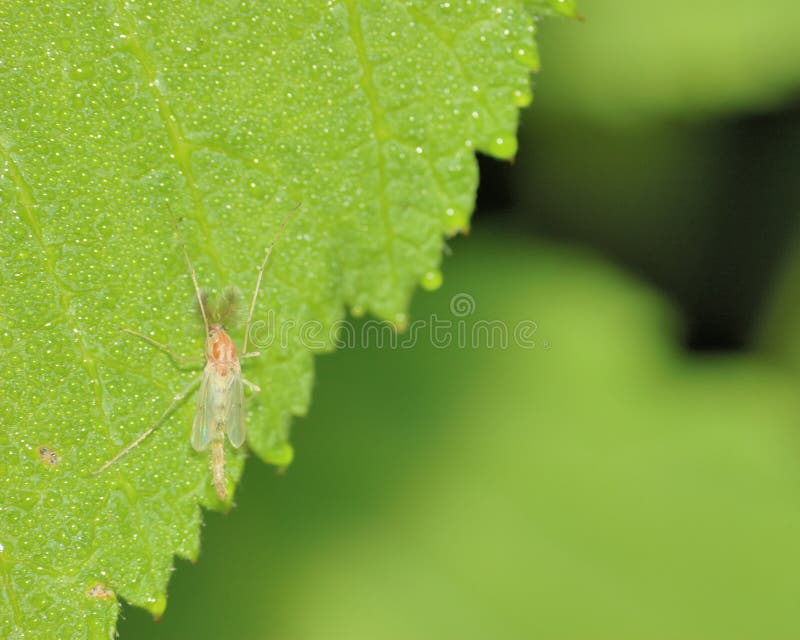 Green Midge Fly on Flower Petal Stock Photo - Image of white, gardens ...