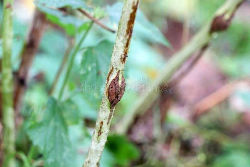 Spotting on Raspberries. the Fungus on the Stems of Raspberry Stock ...