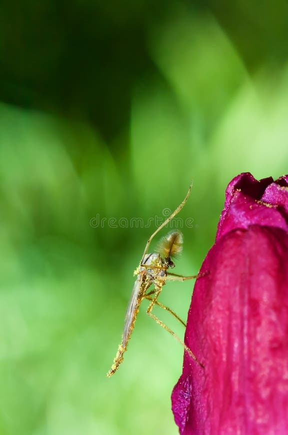 Midge on tulip flower stock image. Image of pollinator - 7799893