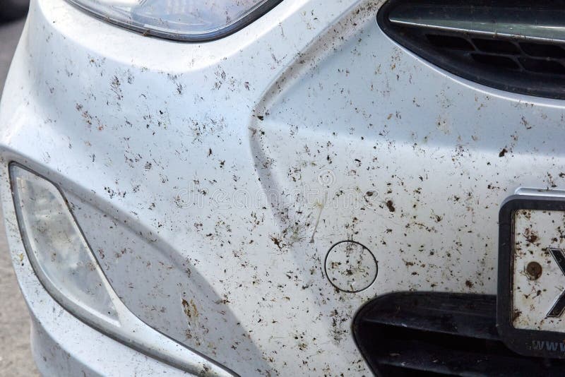 Midges Insects on the Bumper and Hood of the Car Stock Image - Image of ...