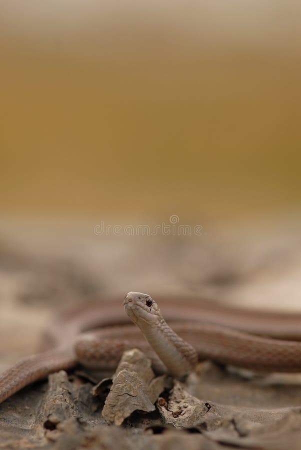 Midland Brown Snake stock image. Image of angle, wilderness - 3747833