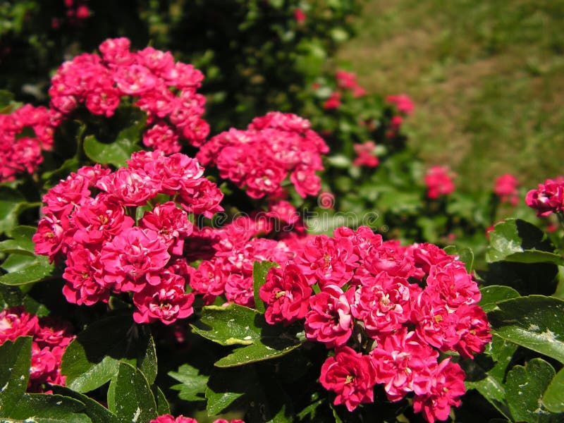 Midland hawthorn stock photo. Image of rubra, beautiful - 890432