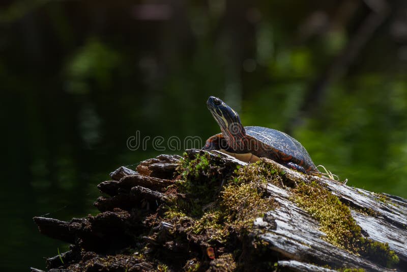 Midland Painted Turtle Basking on a Log Stock Photo - Image of ...