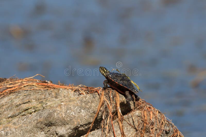 Midland Painted Turtle Basking on a Rock. Stock Photo - Image of green ...