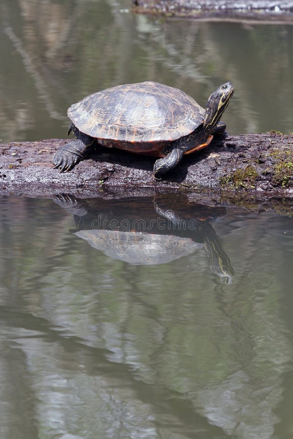 Midland Painted Turtle stock photo. Image of shell, painted - 70413660