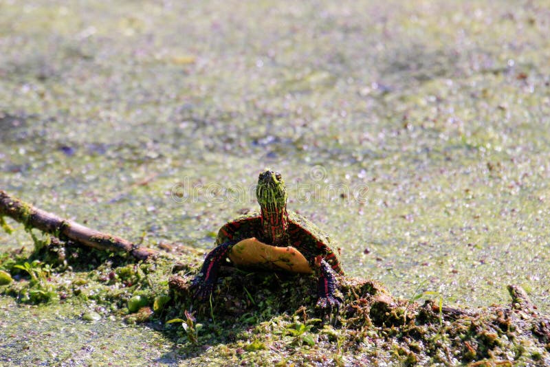 Midland Painted Turtle Sunbathing on Log in the Pond Stock Photo ...
