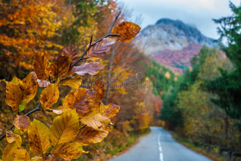 605 Autom Stock Photos - Free & Royalty-Free Stock Photos from Dreamstime