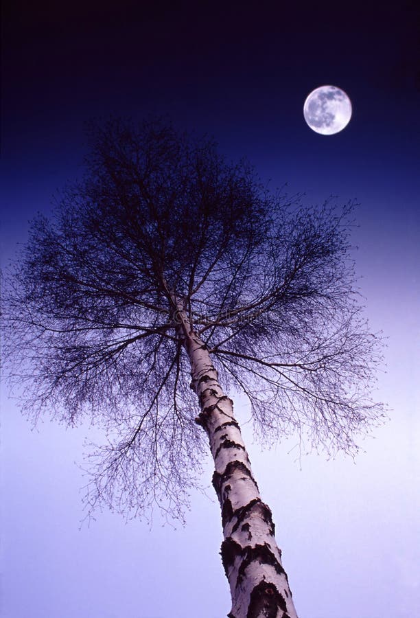 1,584 Birch Tree Night Sky Stock Photos - Free & Royalty-Free Stock ...