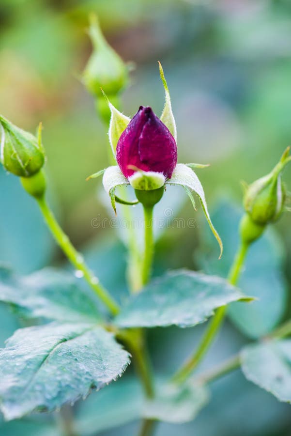 Midnight Blue Rose or Dark Red Rose in Garden Stock Photo - Image of ...